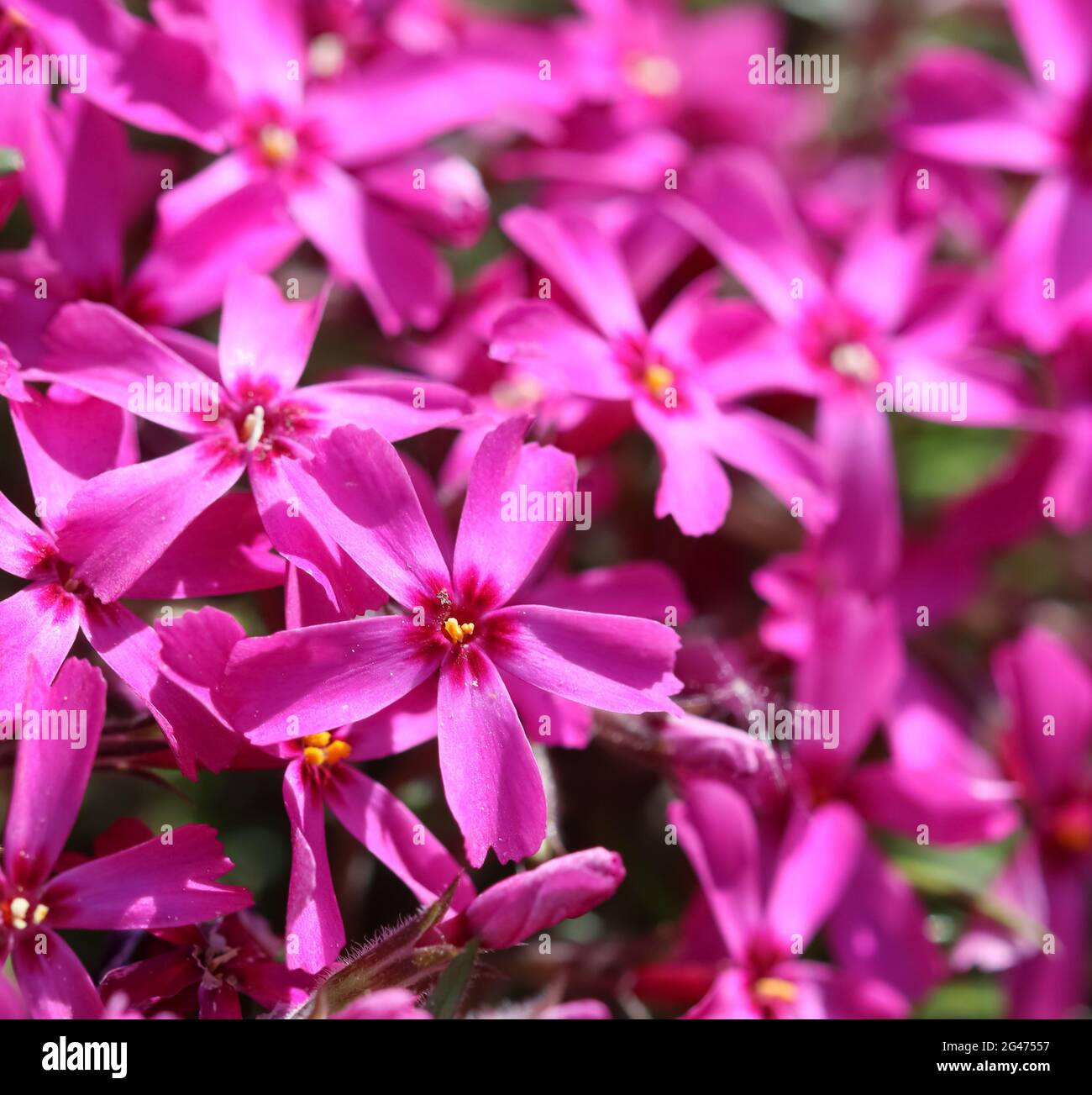 Creeping phlox flowers hi-res stock photography and images - Alamy