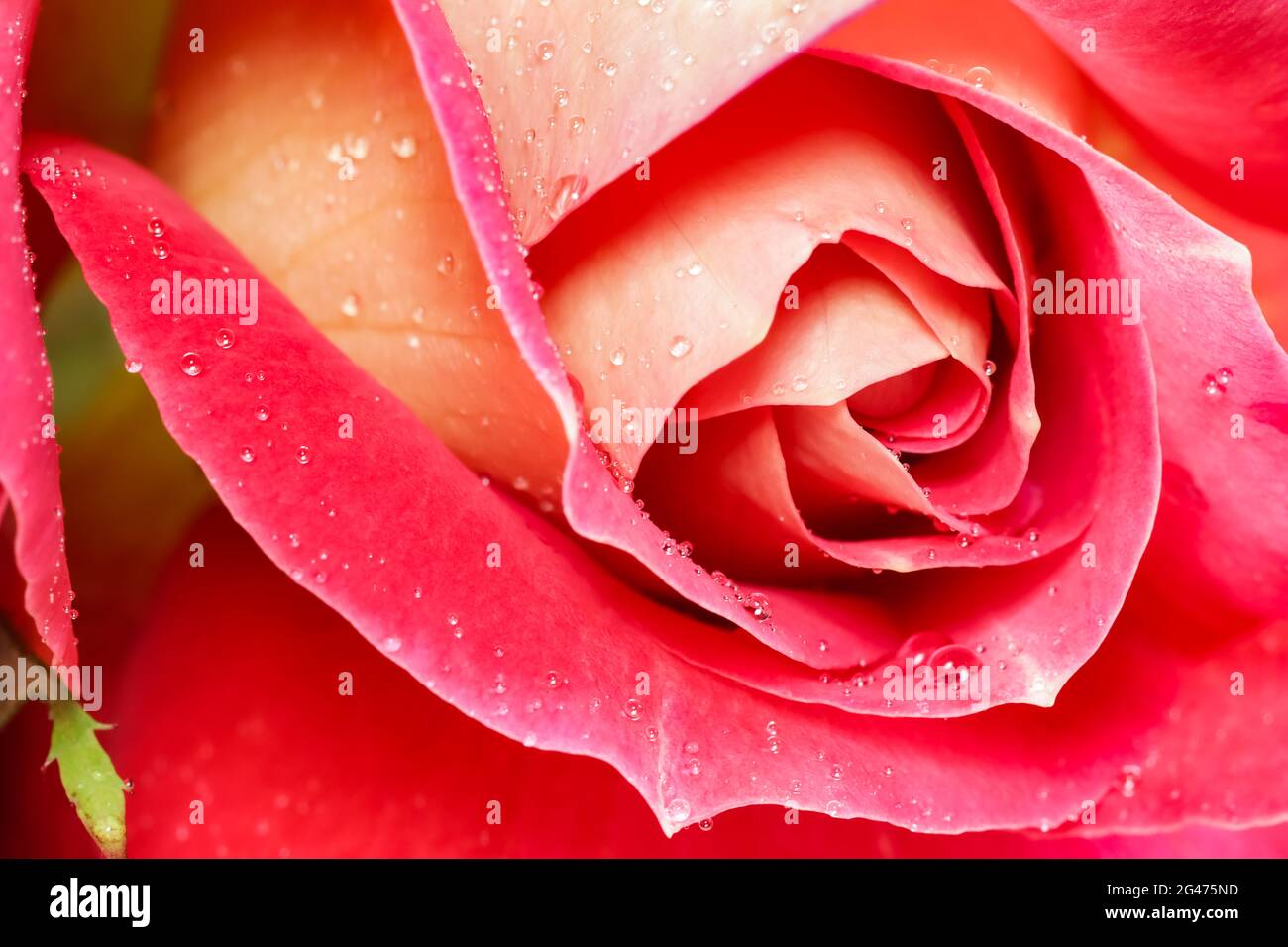 Beautiful Yellow Roses With Water Drops