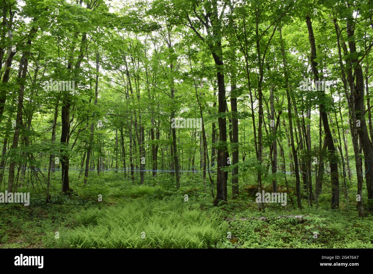 A maple forest in summer, Québec, Canada Stock Photo - Alamy