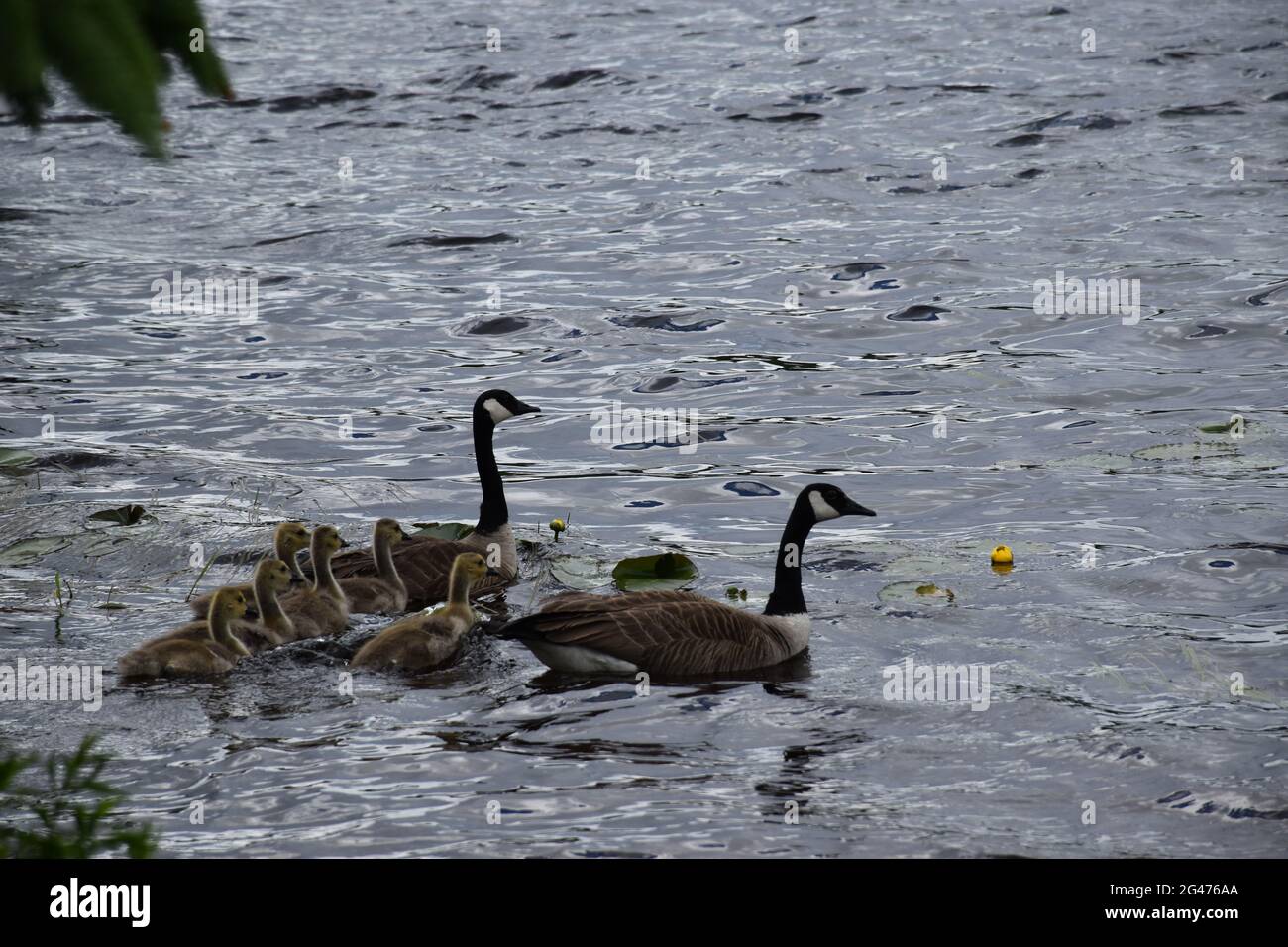 A family of geese on the lake Stock Photo - Alamy