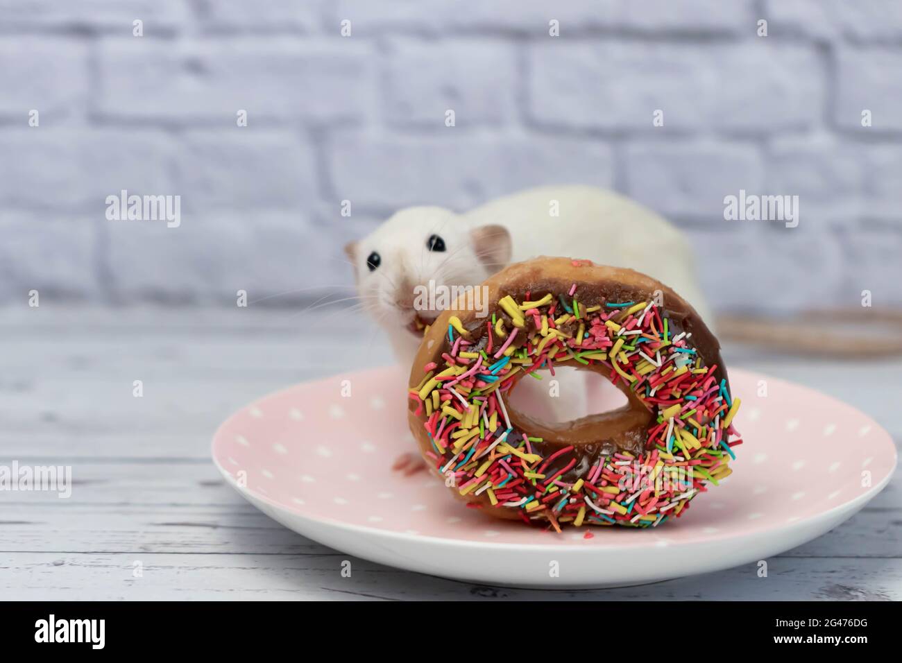 The white rat sniffs and eats a sweet colorful donut. Not on a diet ...