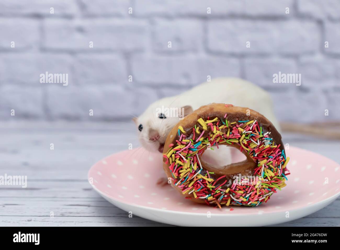 The white rat sniffs and eats a sweet colorful donut. Not on a diet ...