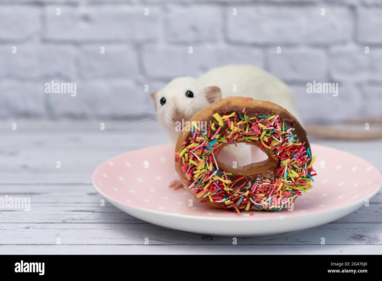 The white rat sniffs and eats a sweet colorful donut. Not on a diet ...