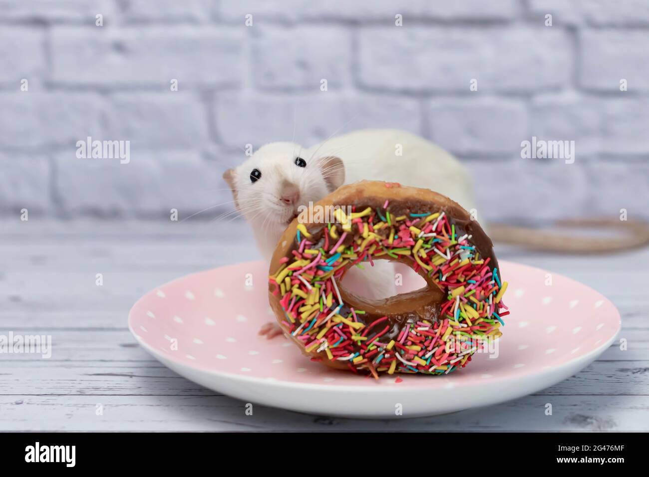 The white rat sniffs and eats a sweet colorful donut. Not on a diet ...