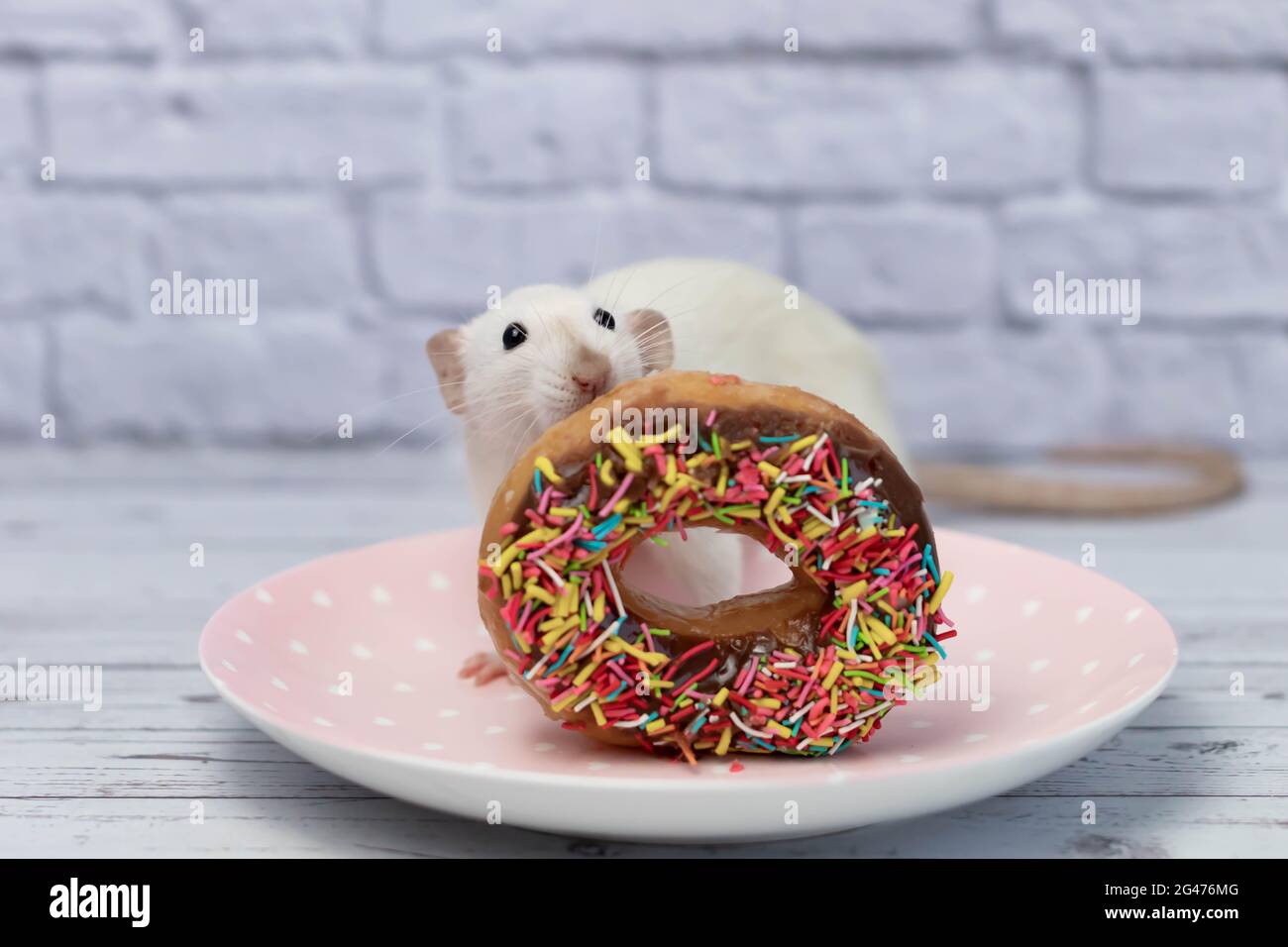 The white rat sniffs and eats a sweet colorful donut. Not on a diet ...