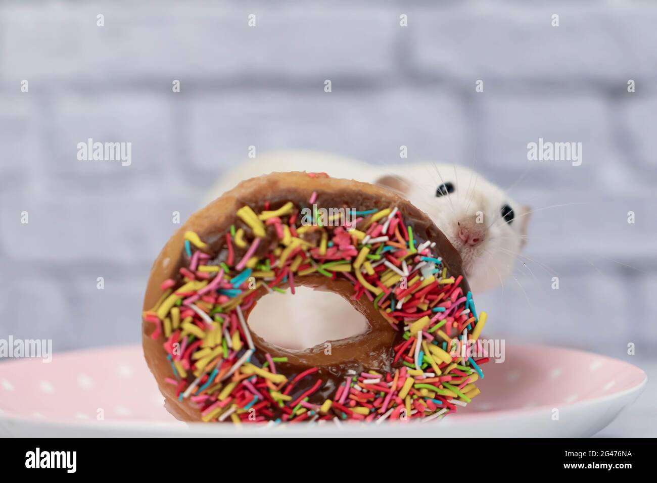 The white rat sniffs and eats a sweet colorful donut. Not on a diet ...