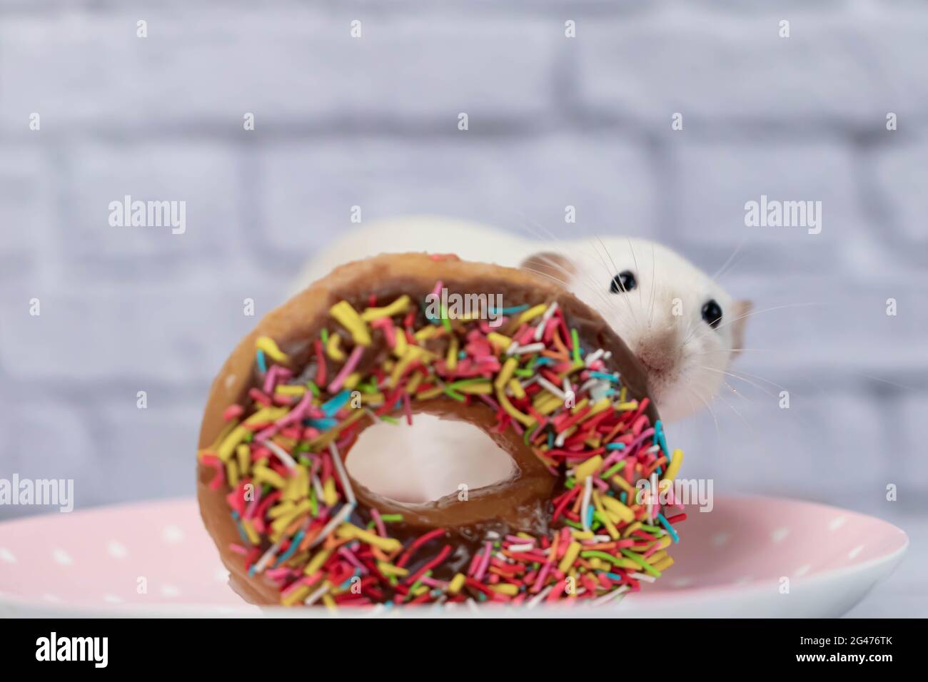 The white rat sniffs and eats a sweet colorful donut. Not on a diet ...