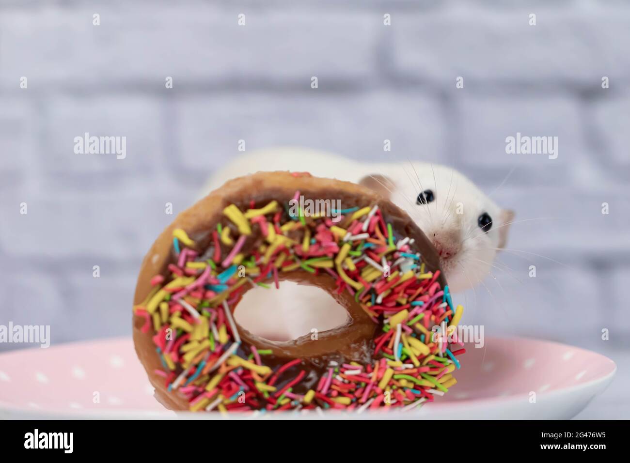 The white rat sniffs and eats a sweet colorful donut. Not on a diet ...
