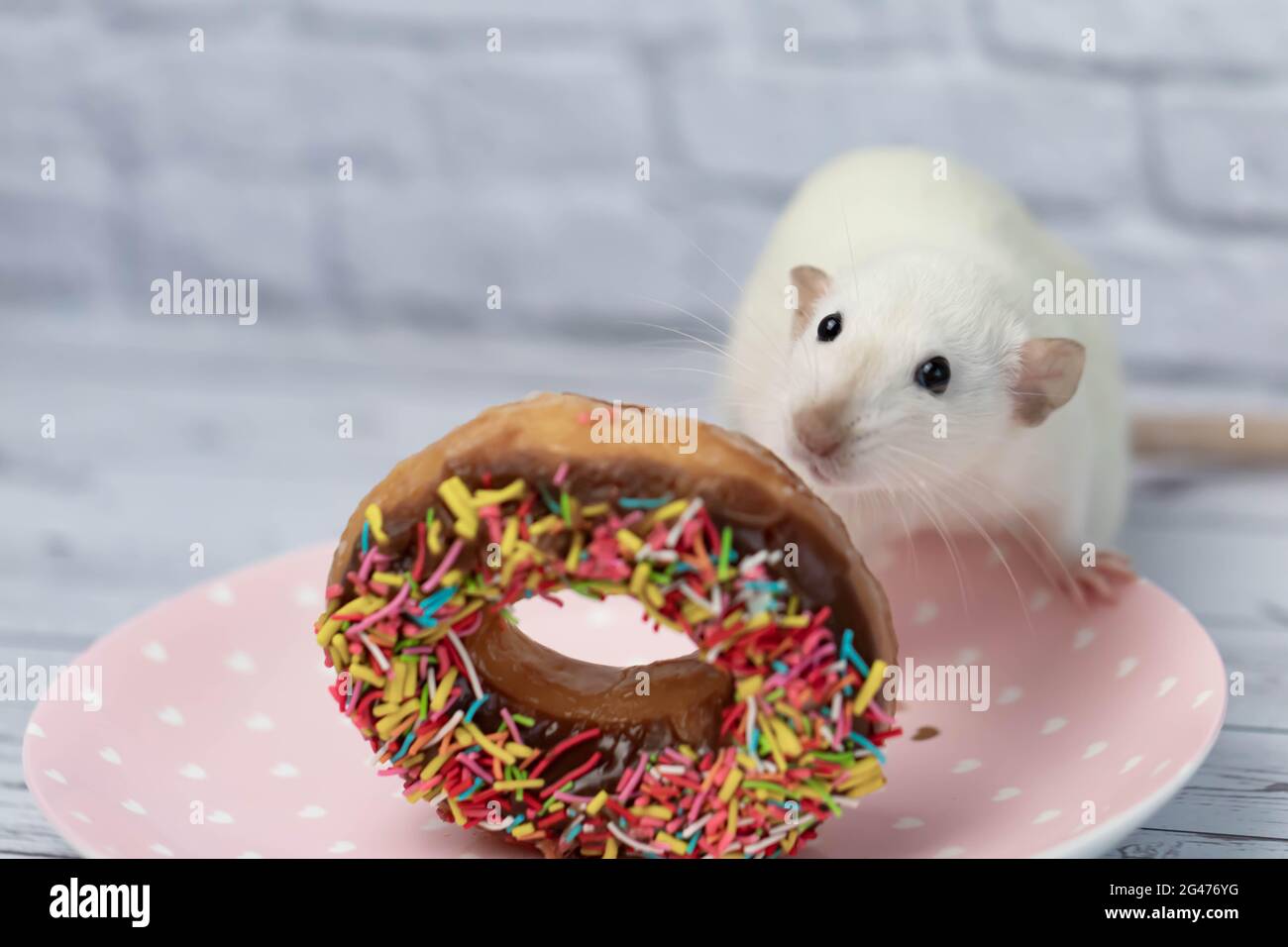 The white rat sniffs and eats a sweet colorful donut. Not on a diet ...