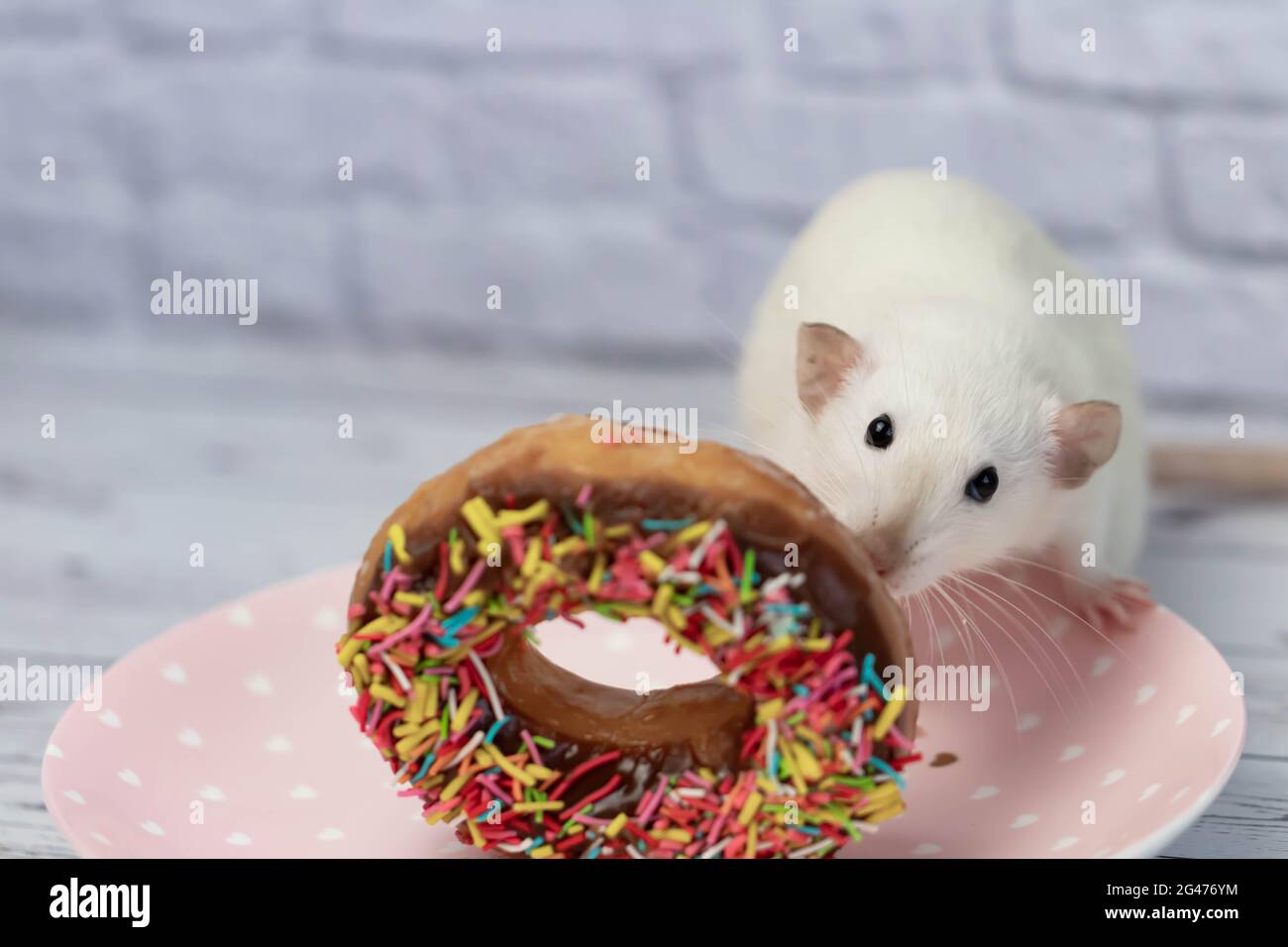 The white rat sniffs and eats a sweet colorful donut. Not on a diet ...