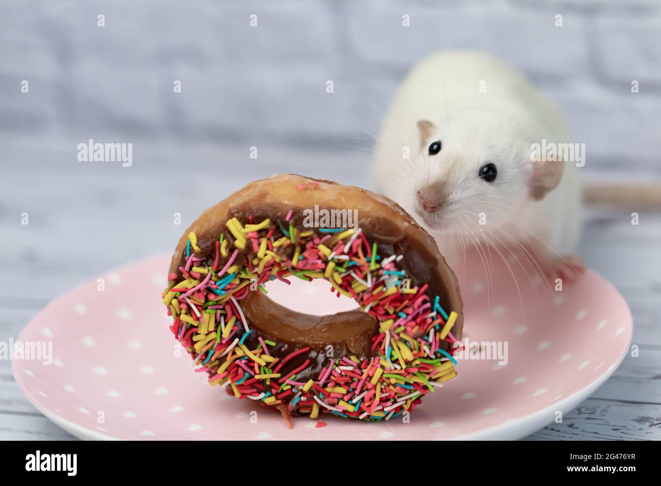 The white rat sniffs and eats a sweet colorful donut. Not on a diet ...