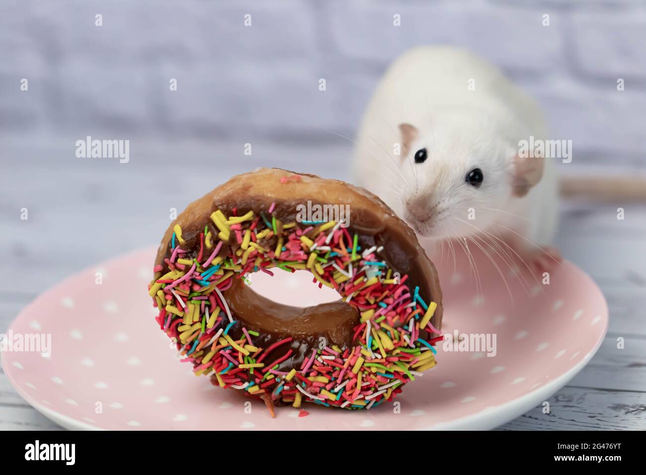 The white rat sniffs and eats a sweet colorful donut. Not on a diet ...
