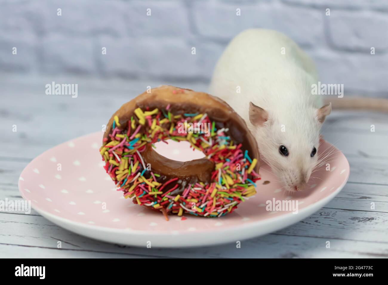 The white rat sniffs and eats a sweet colorful donut. Not on a diet ...