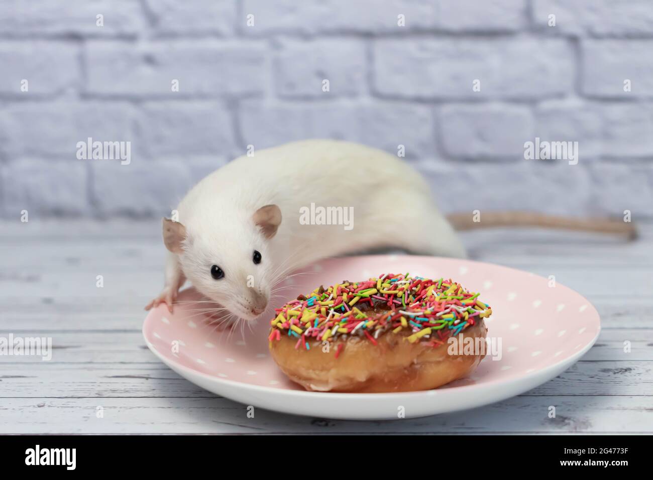 The white rat sniffs and eats a sweet colorful donut. Not on a diet ...