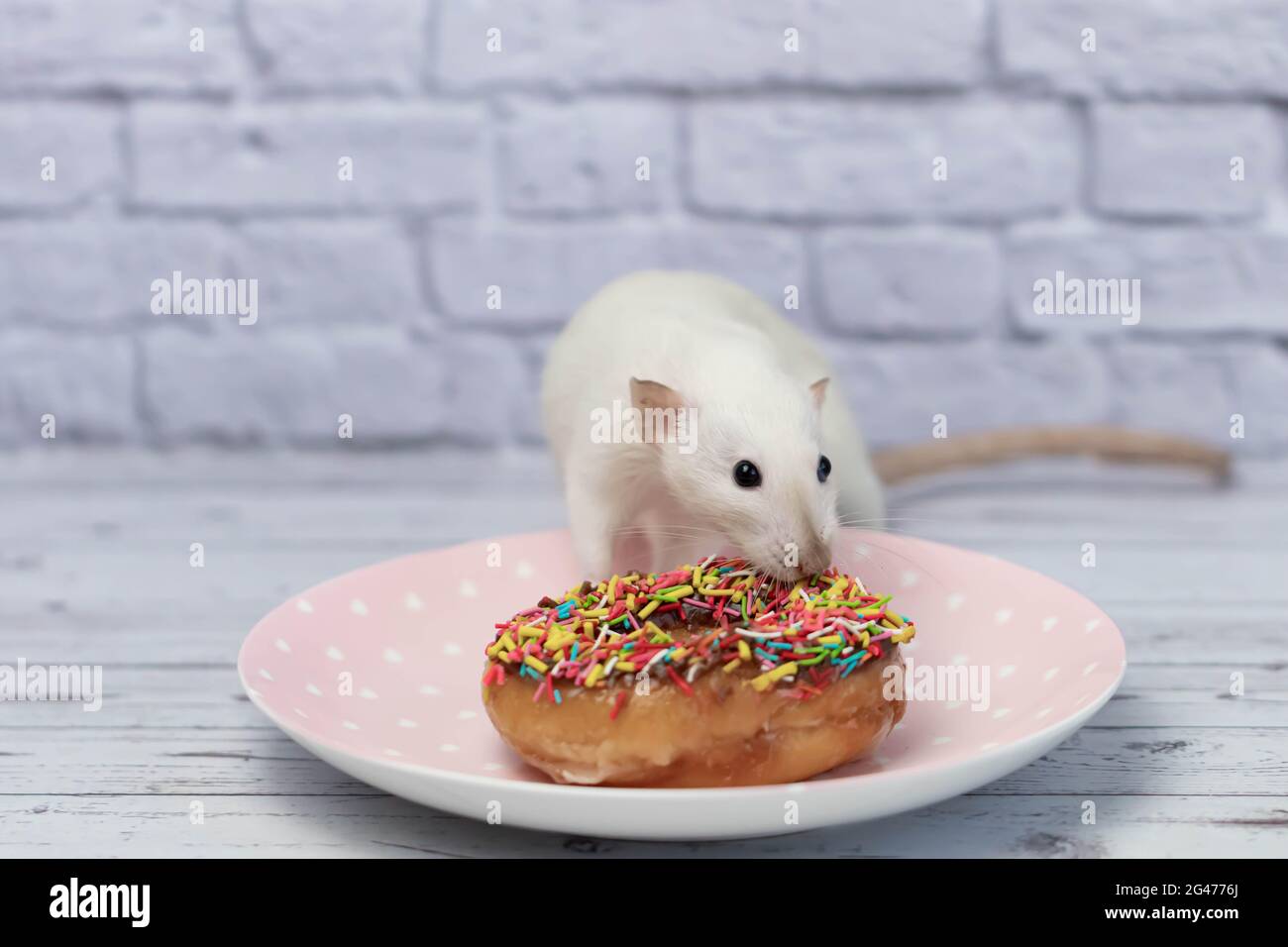 The white rat sniffs and eats a sweet colorful donut. Not on a diet ...