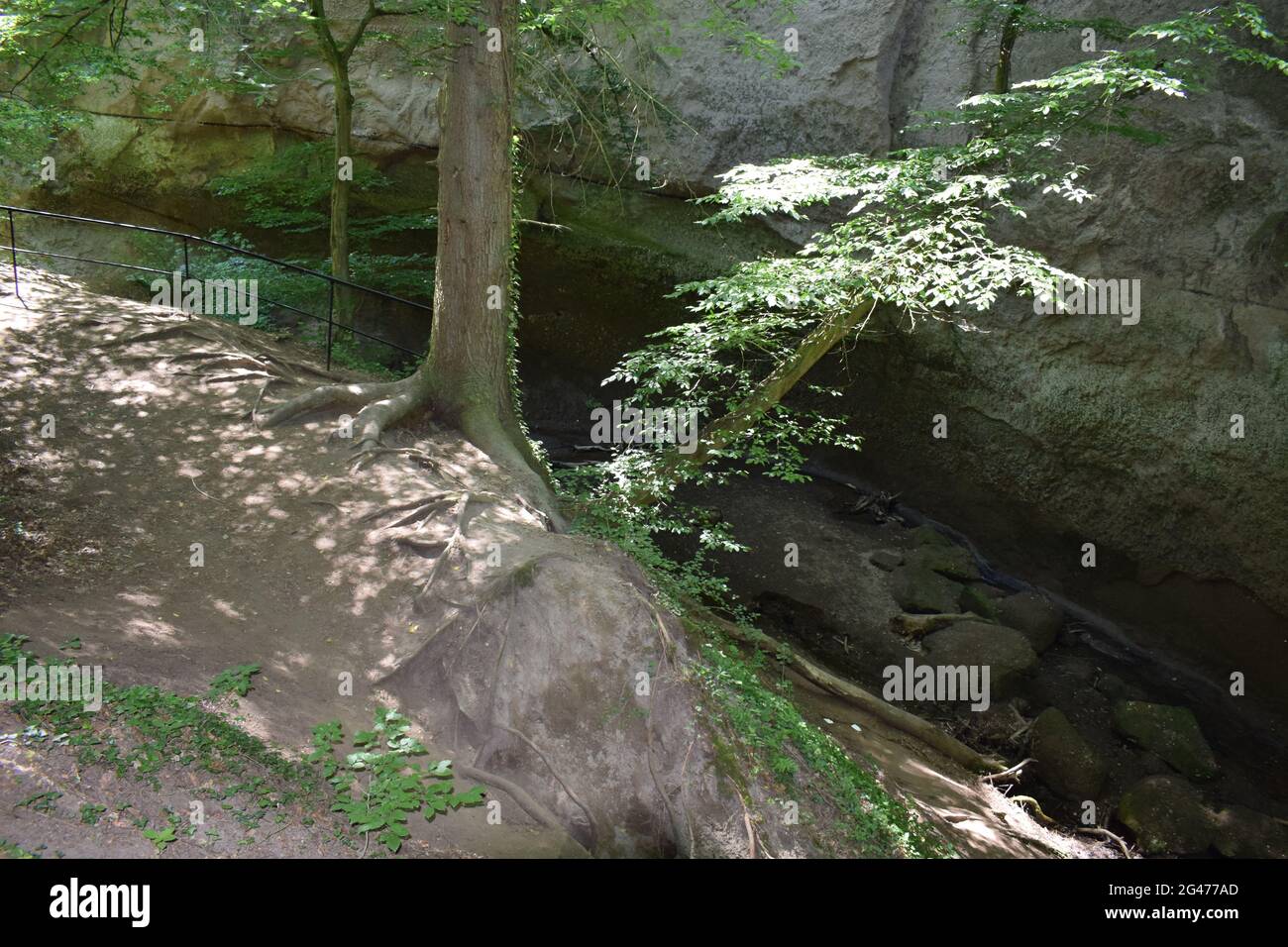 tree roots on the cliff Stock Photo - Alamy