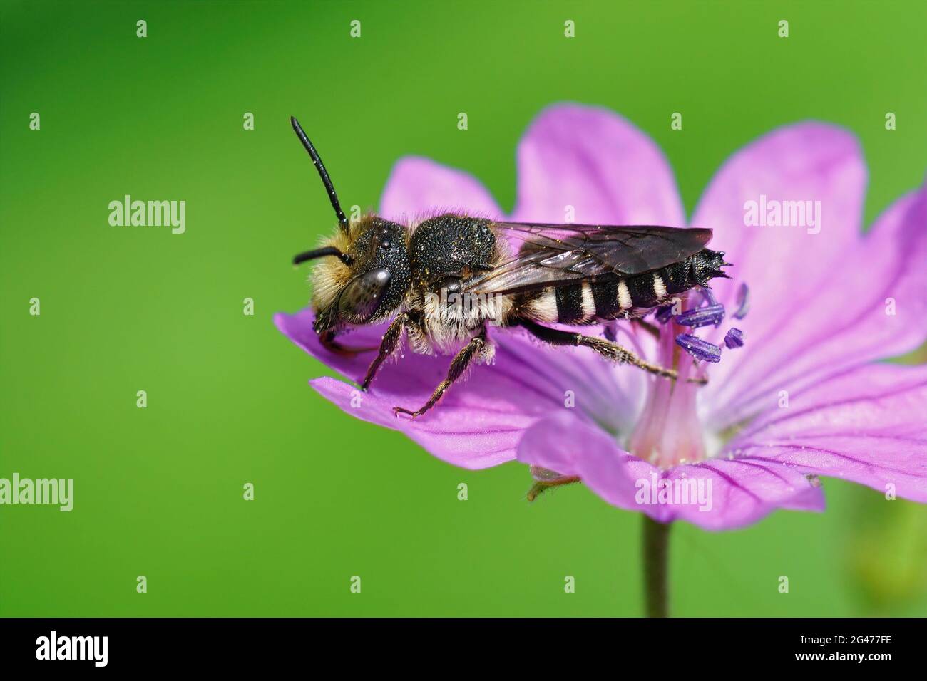 Coelioxys aurolimbatus hi-res stock photography and images - Alamy