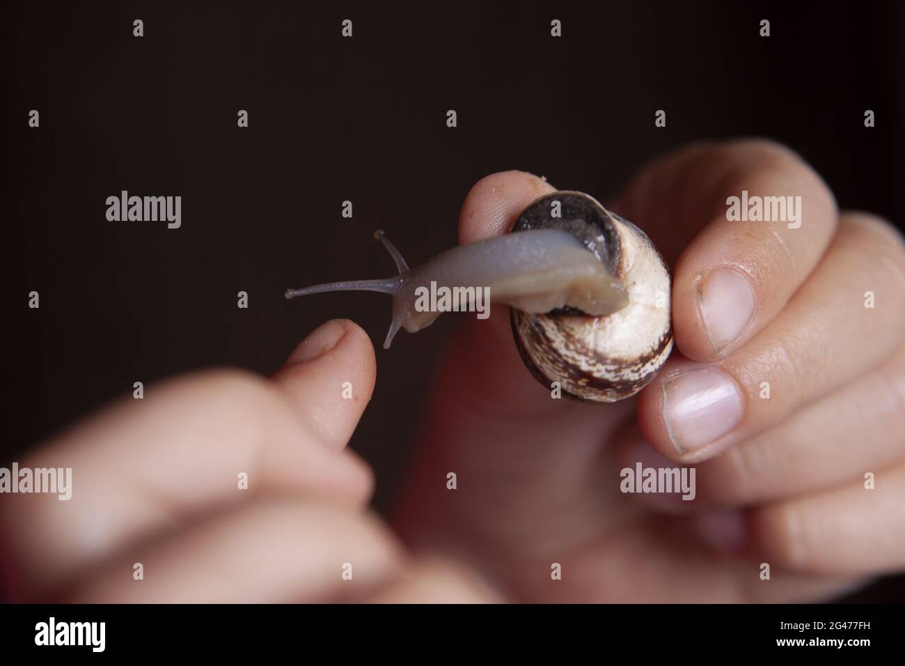 Closeup shot of a man hands holding a snail on a black background Stock ...