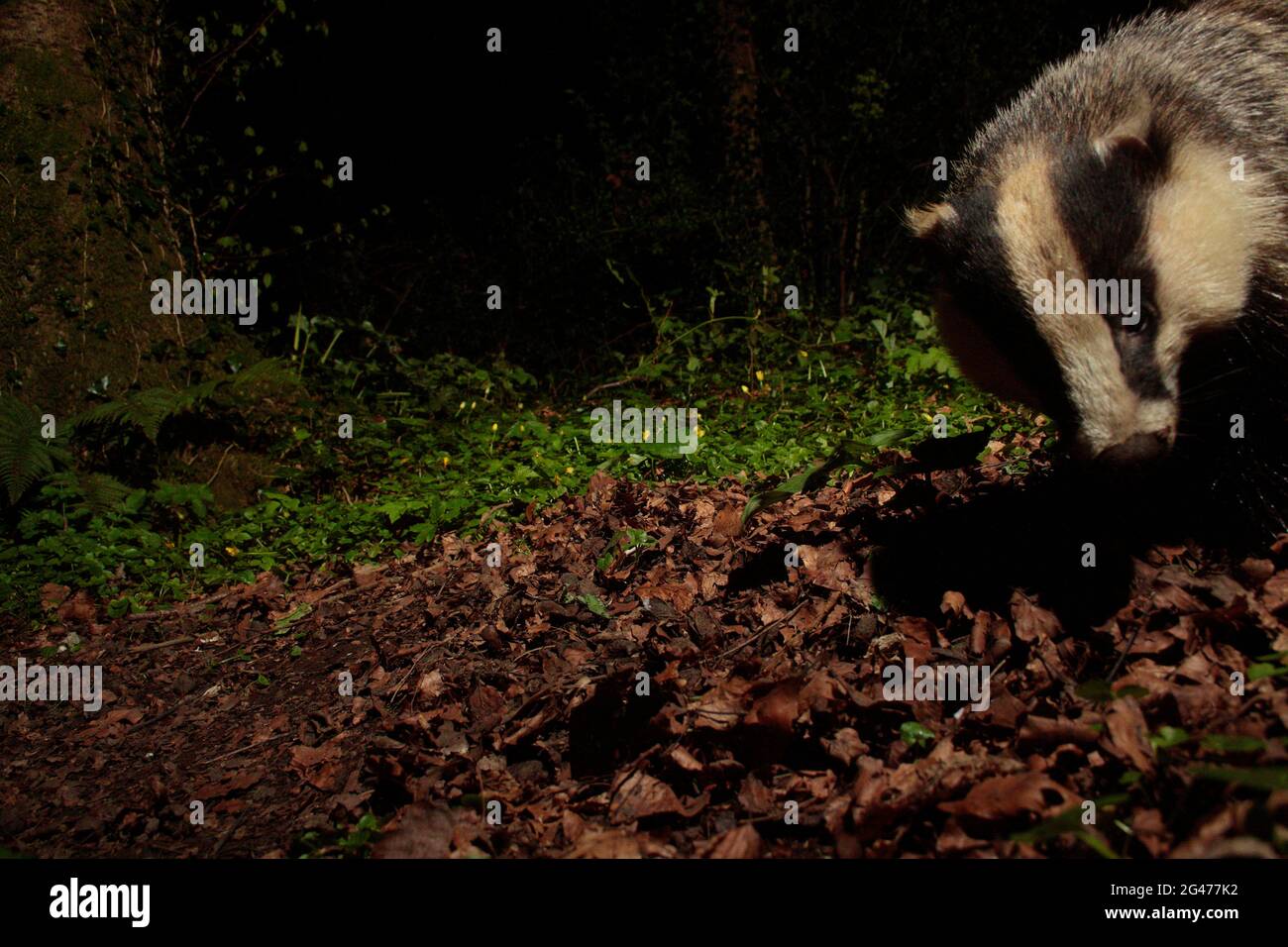 Badger in woodland Stock Photo - Alamy