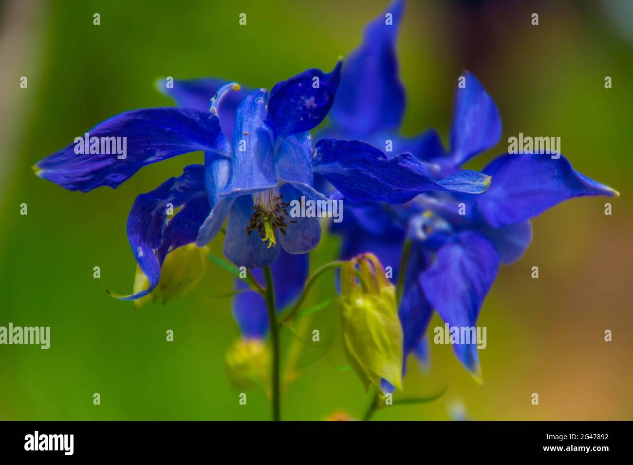 Ancolie hi-res stock photography and images - Alamy
