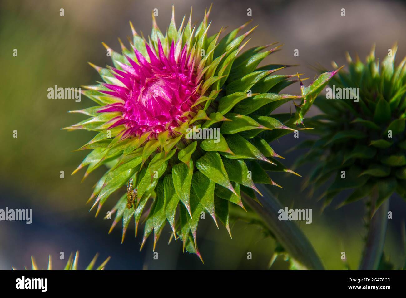 Bardane hi-res stock photography and images - Alamy