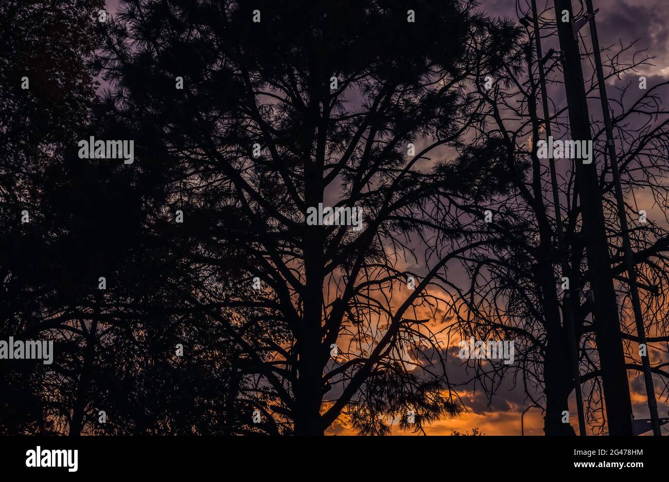 Dark treeline hi-res stock photography and images - Alamy