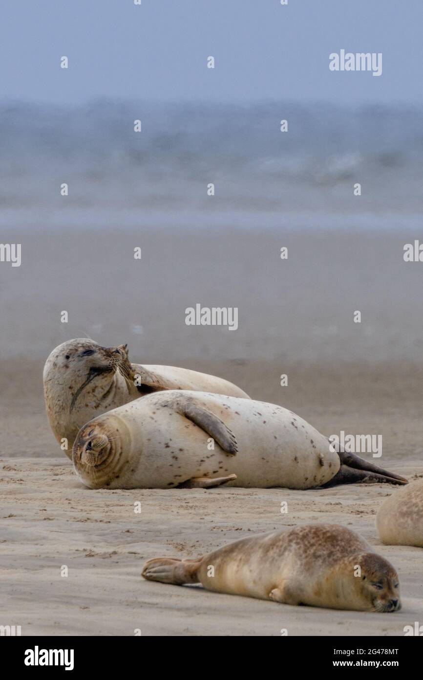 Close up view of common seals on the sand bank of Galgerev on Fano ...