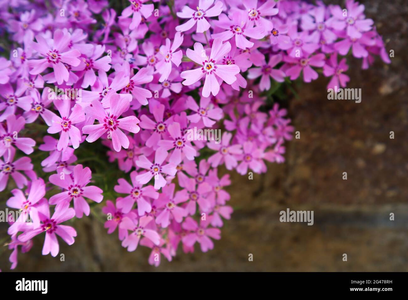 Phlox flowers in bloom hi-res stock photography and images - Alamy
