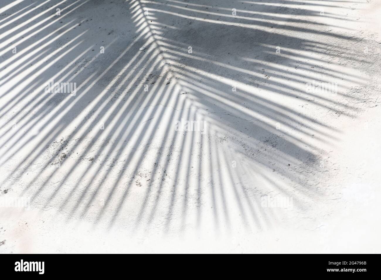 a coconut leaf shadow on the wall Stock Photo - Alamy