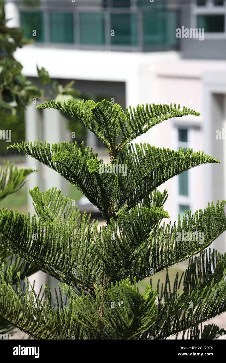 Pine tree infront of a home Stock Photo - Alamy