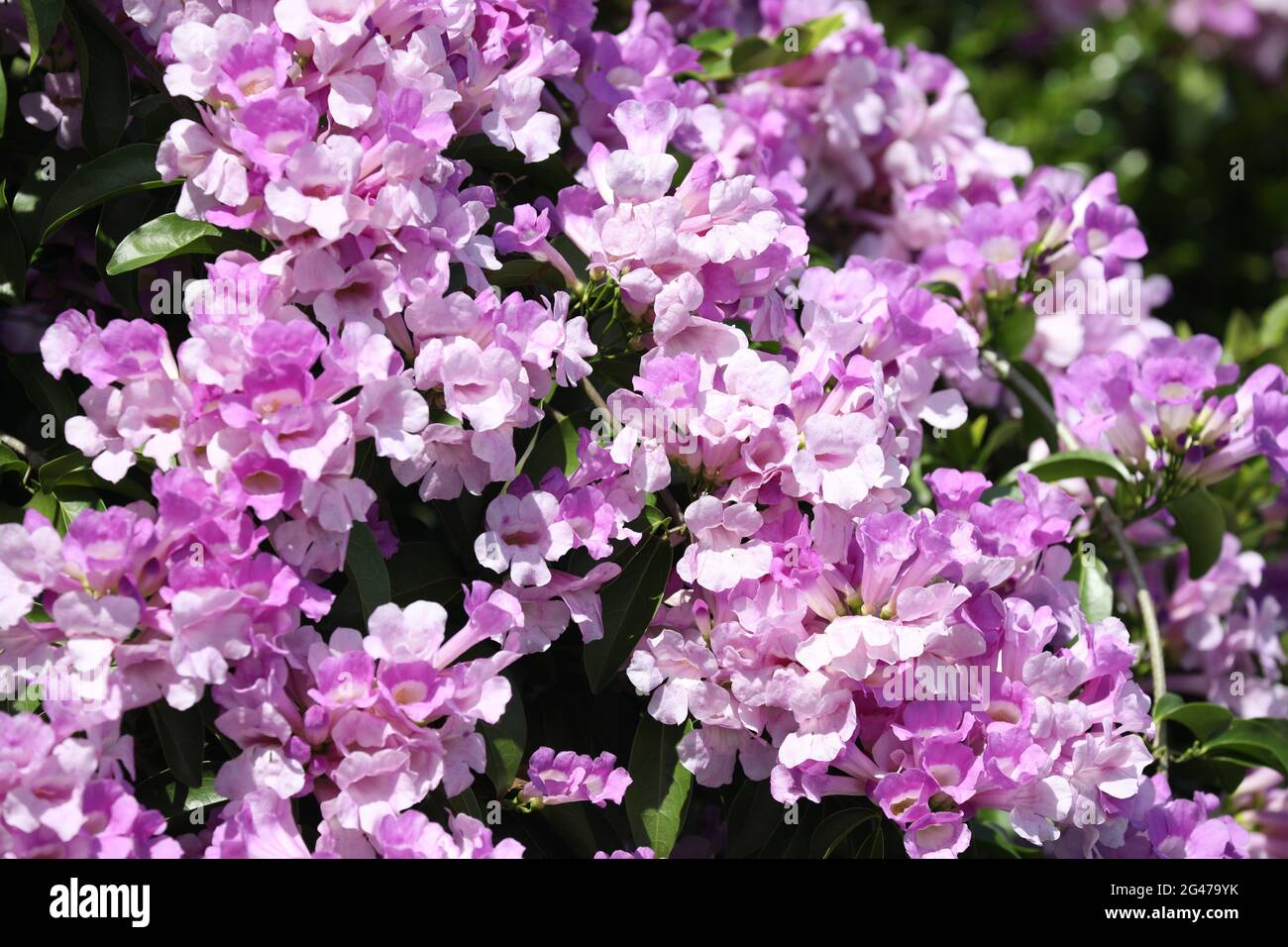 Pink bloom season hi-res stock photography and images - Alamy
