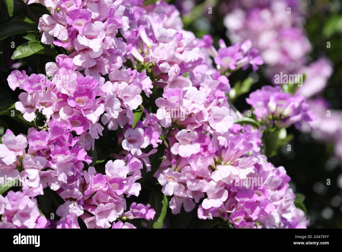 blossom flower in pink and purple Stock Photo - Alamy