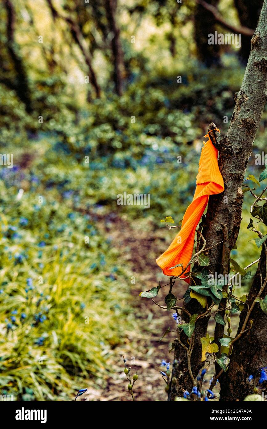 Orange torn dress material caught on a tree in a forest Stock Photo - Alamy