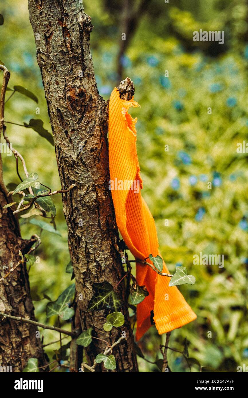 Orange torn dress material caught on a tree in a forest Stock Photo - Alamy