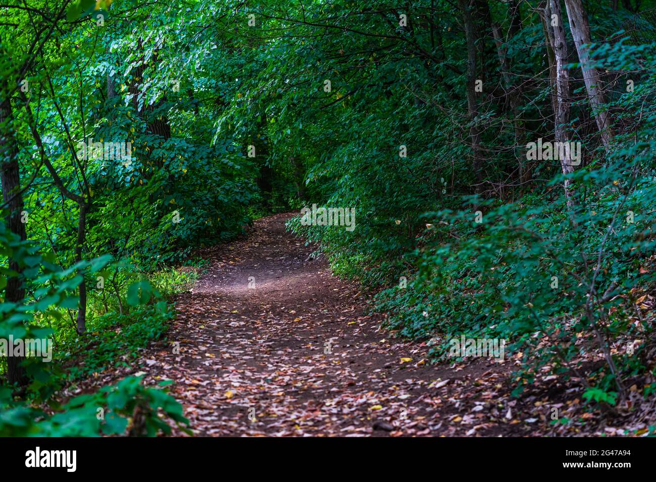 Mysterious pathway through the green forest Stock Photo - Alamy