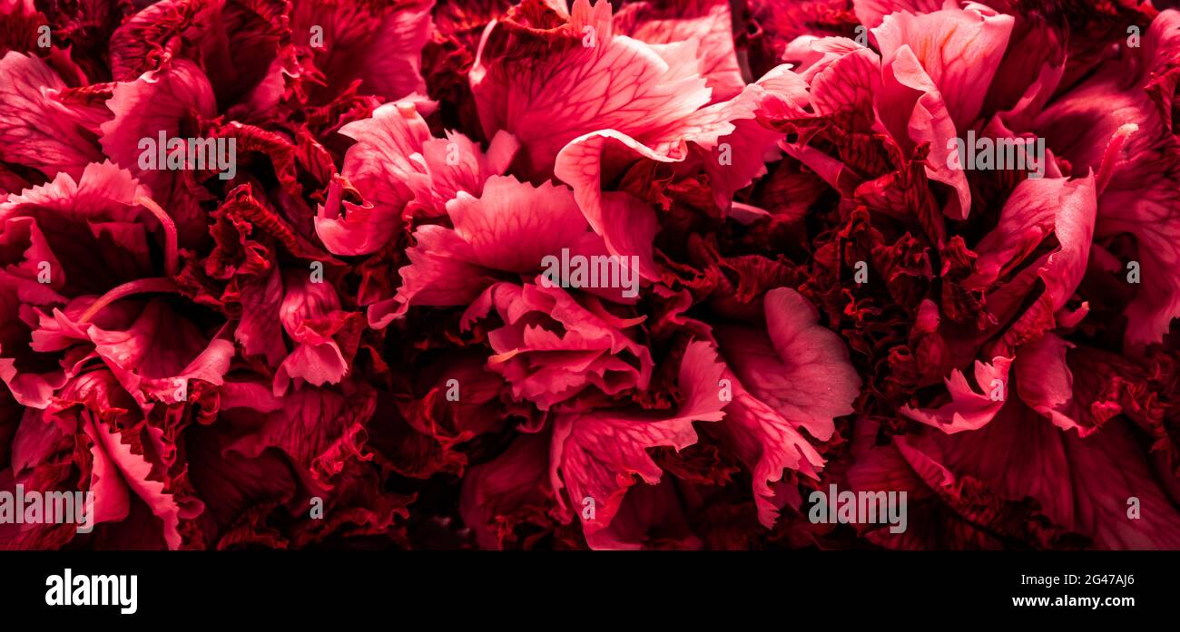 Abstract floral background, red carnation flower petals. Macro flowers ...