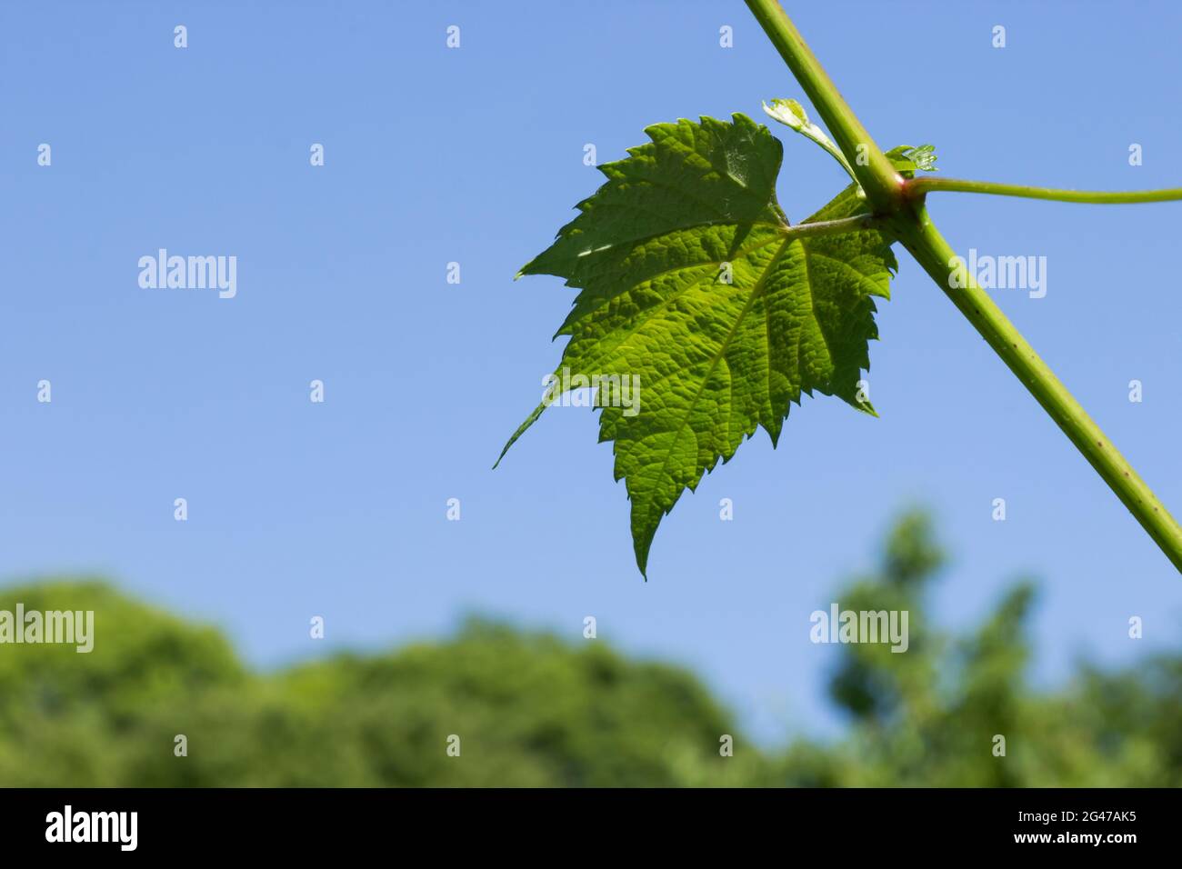 Wine leaf on a vine isolated in front of a bright blue sky in the ...