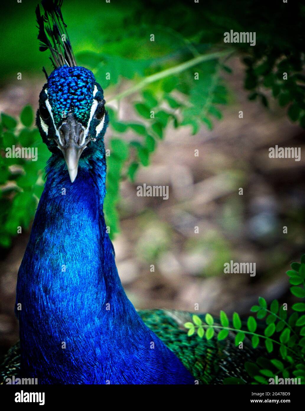 Colorful peafowl hi-res stock photography and images - Alamy