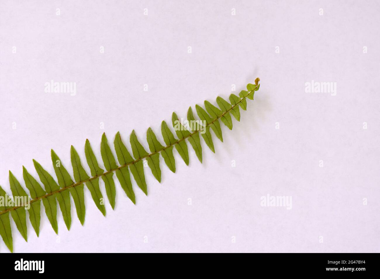 Closeup of a single fern leaf on a white background with copy space ...