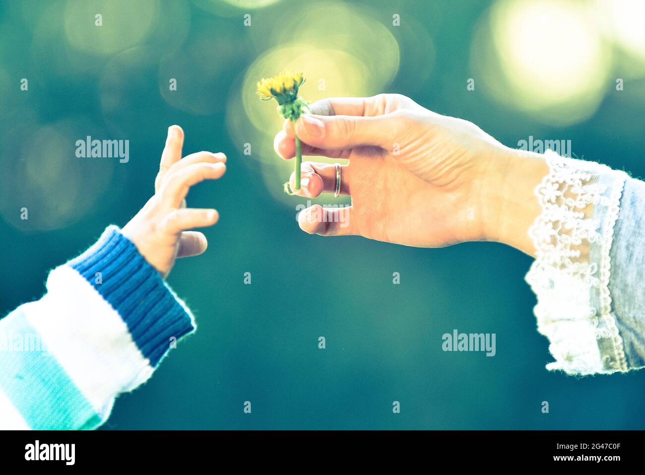 Hand of a mother handing a flower to her child Stock Photo - Alamy
