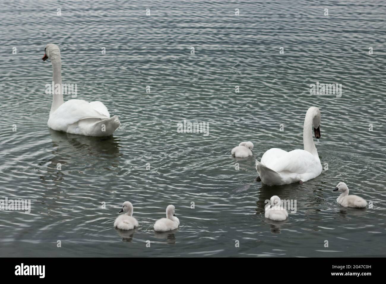 Five lovely swans hi-res stock photography and images - Alamy