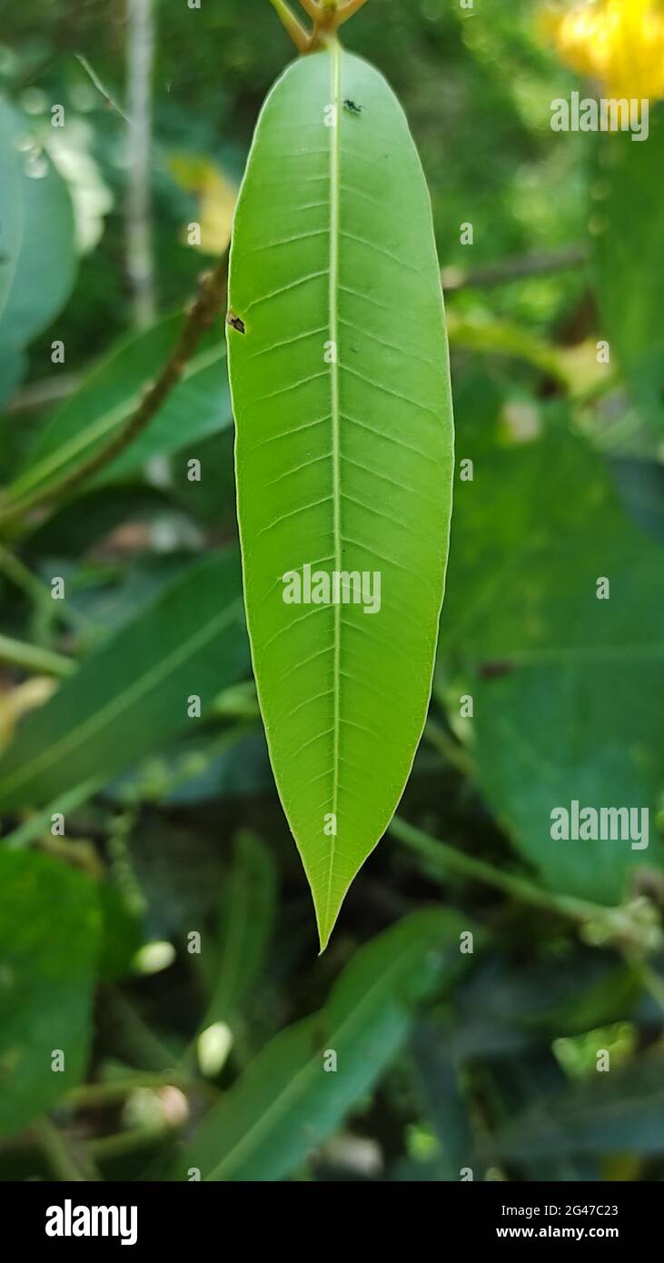 Mango tree forest mangifera indica hi-res stock photography and images ...