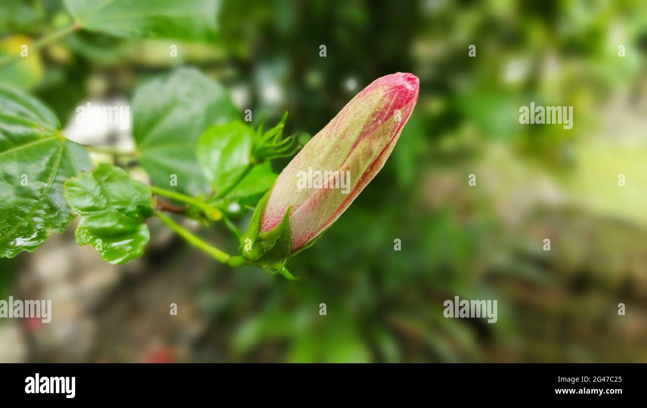 Closeup of Chinese hibiscus (Hibiscus rosa-sinensis) bud Stock Photo ...