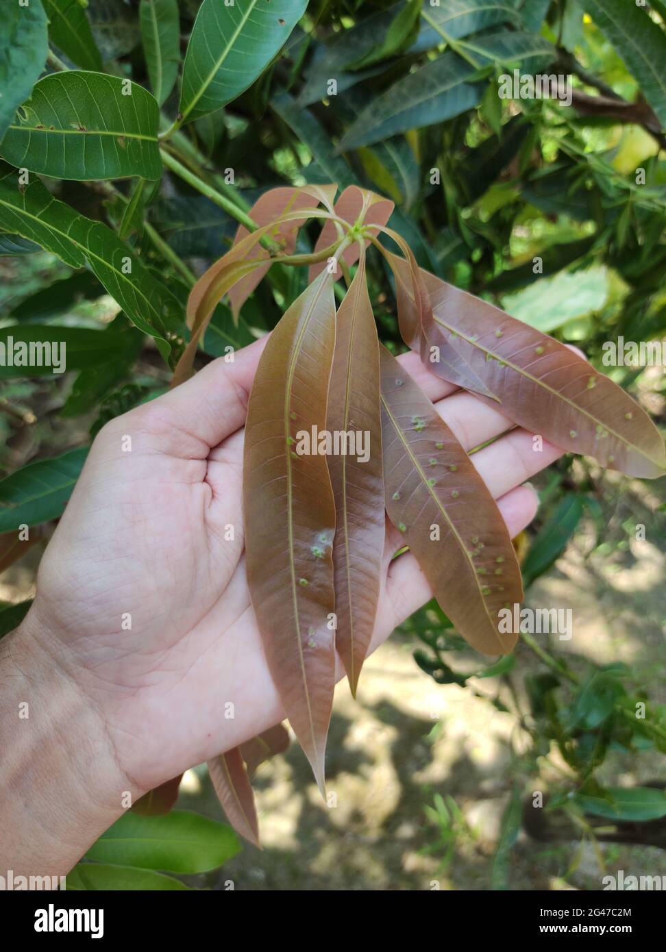 Common mango tree mangifera indica hi-res stock photography and images ...