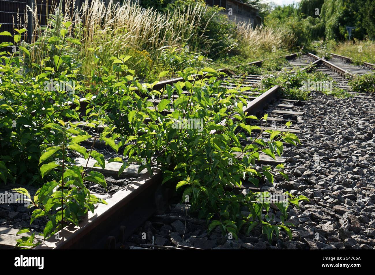 Countryside abandoned railroad with dense vegetation covering it Stock ...
