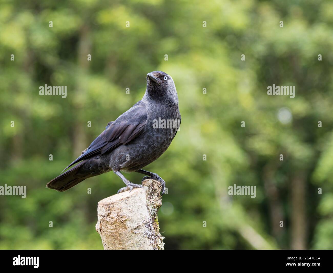 Corvus monedula sunshine hi-res stock photography and images - Alamy