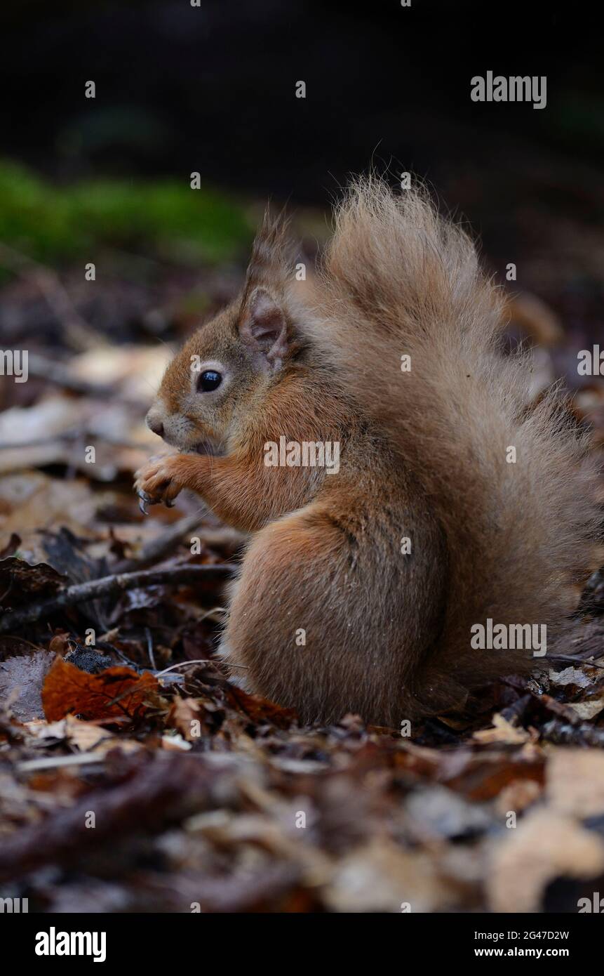 Red squirrel Brownsea Island, Dorset Stock Photo - Alamy