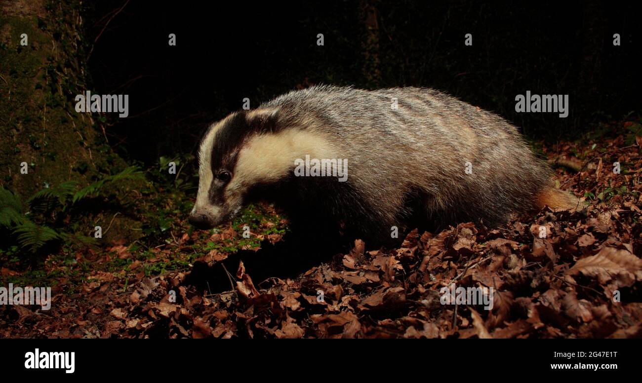 Badger in woodland Stock Photo - Alamy