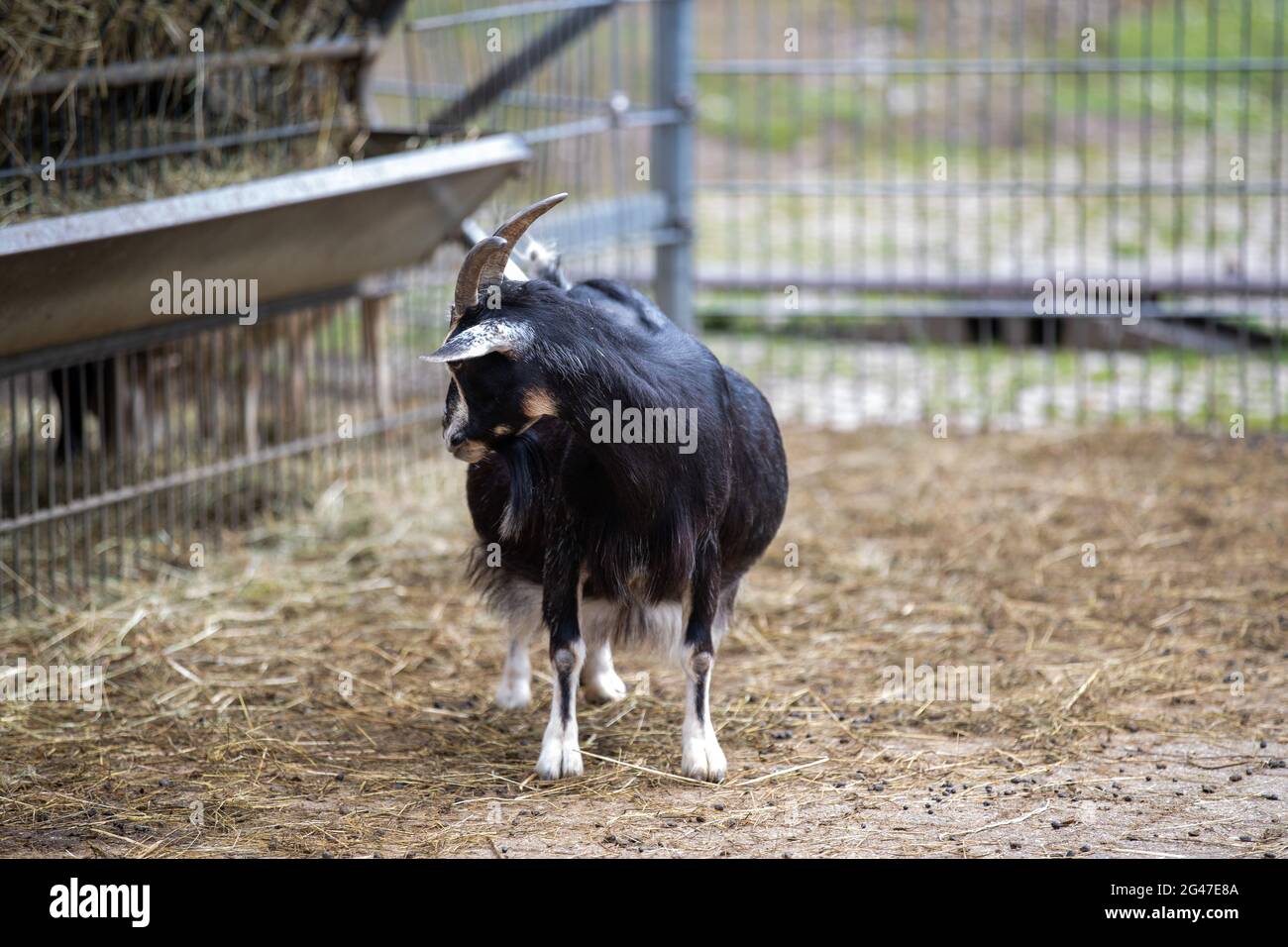 Black and white goat looking back in the farm Stock Photo - Alamy