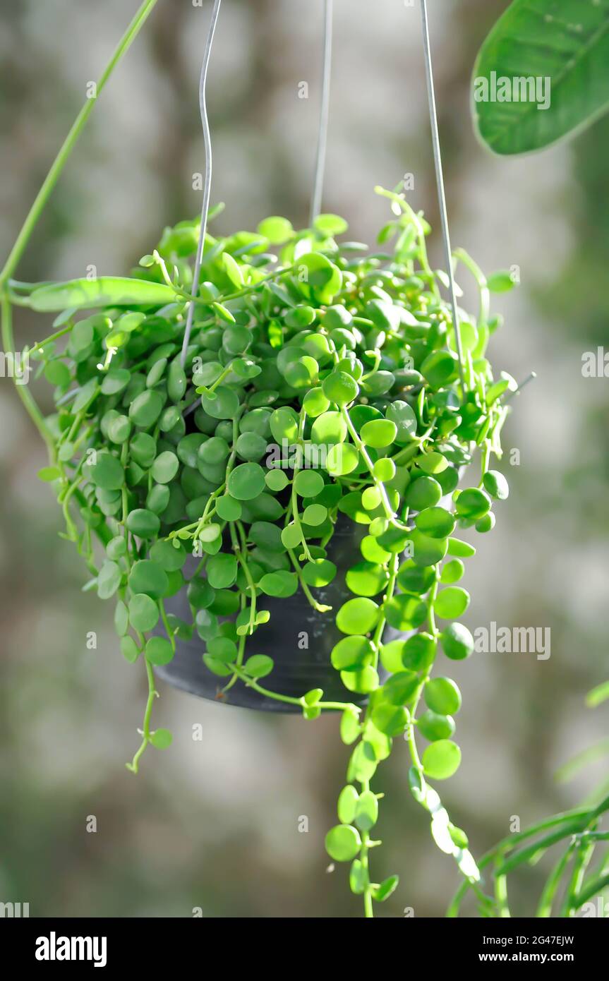 Dischidia nummularia variegata hi-res stock photography and images - Alamy